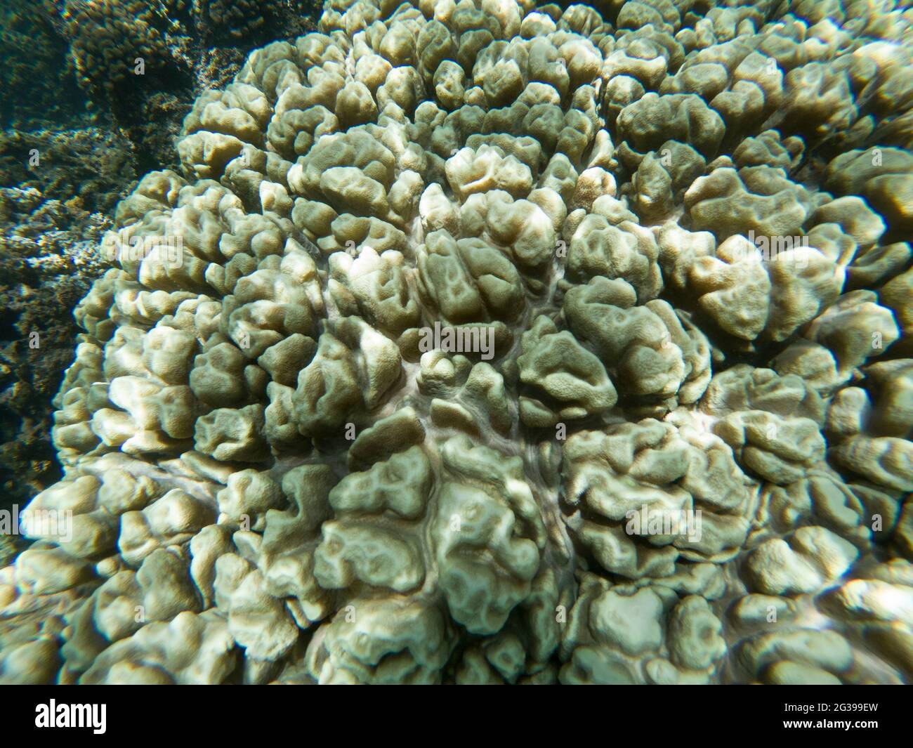 Underwater life, coral reefs in Mauritius, tropical fish Stock Photo ...