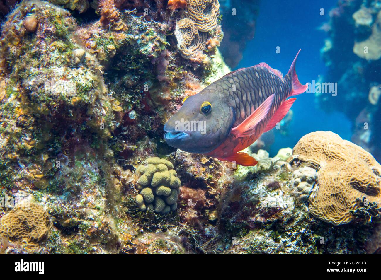 Fish on a tropical coral reef underwater in Cozumel, Mexico Stock Photo ...
