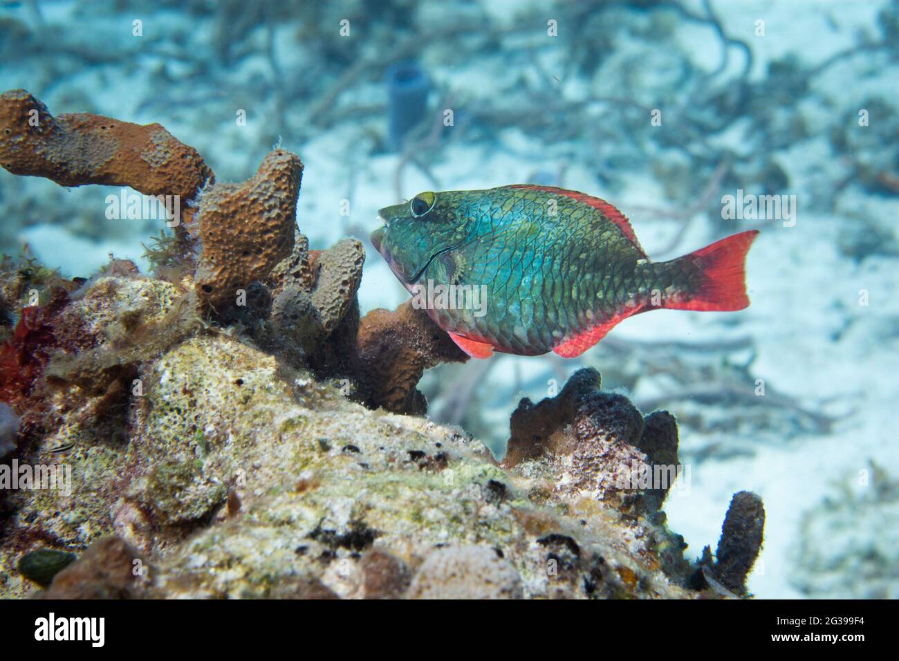 Fish on a tropical coral reef underwater in Cozumel, Mexico Stock Photo ...