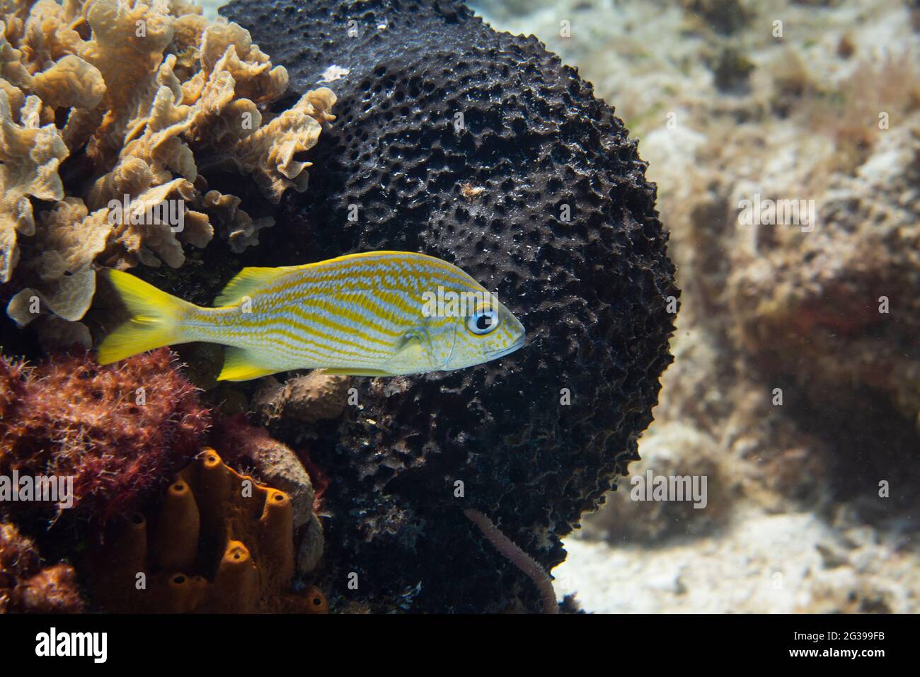 Fish on a tropical coral reef underwater in Cozumel, Mexico Stock Photo ...