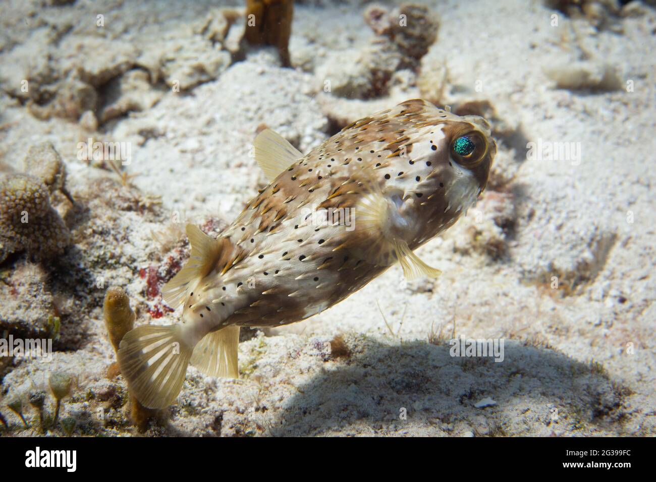 Fish on a tropical coral reef underwater in Cozumel, Mexico Stock Photo ...