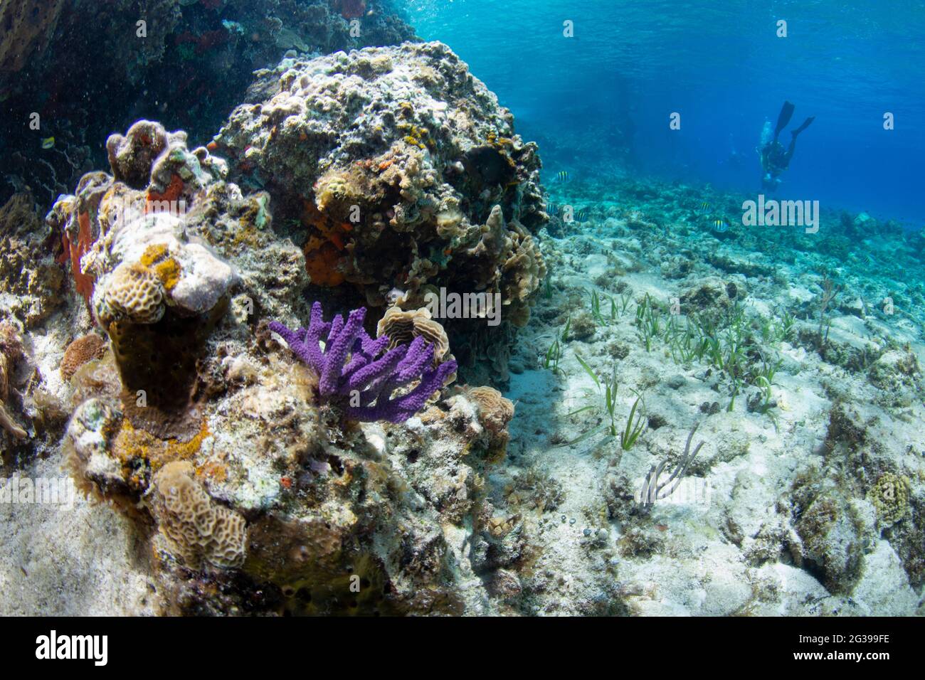 Tropical coral reef underwater landscape. Scuba diving in Cozumel ...