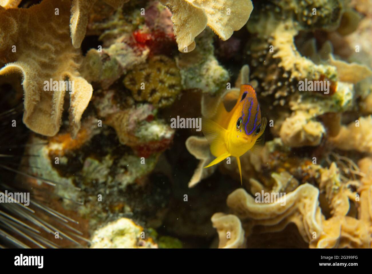 Fish on a tropical coral reef underwater in Cozumel, Mexico Stock Photo ...