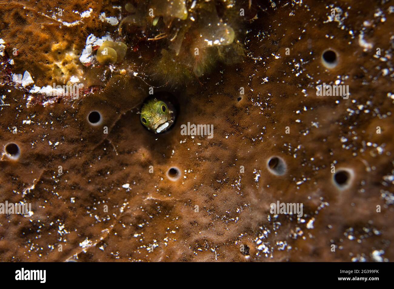 Fish on a tropical coral reef underwater in Cozumel, Mexico Stock Photo ...