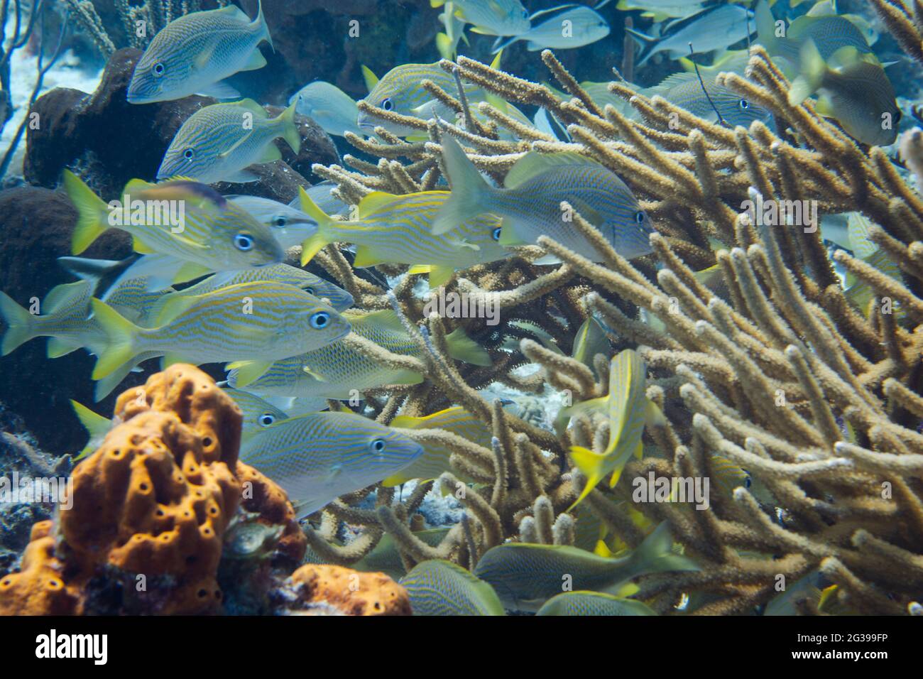 Tropical fish on a coral reef underwater. Scuba diving in Cozumel ...