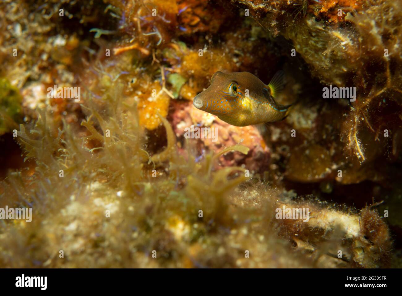 Fish on a tropical coral reef underwater in Cozumel, Mexico Stock Photo ...
