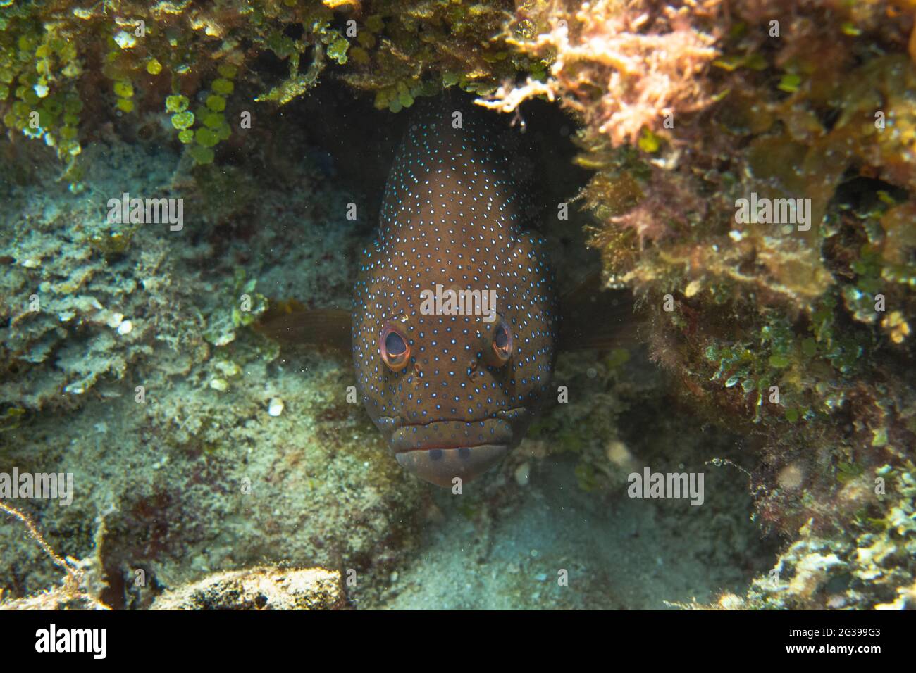 Fish on a tropical coral reef underwater in Cozumel, Mexico Stock Photo ...