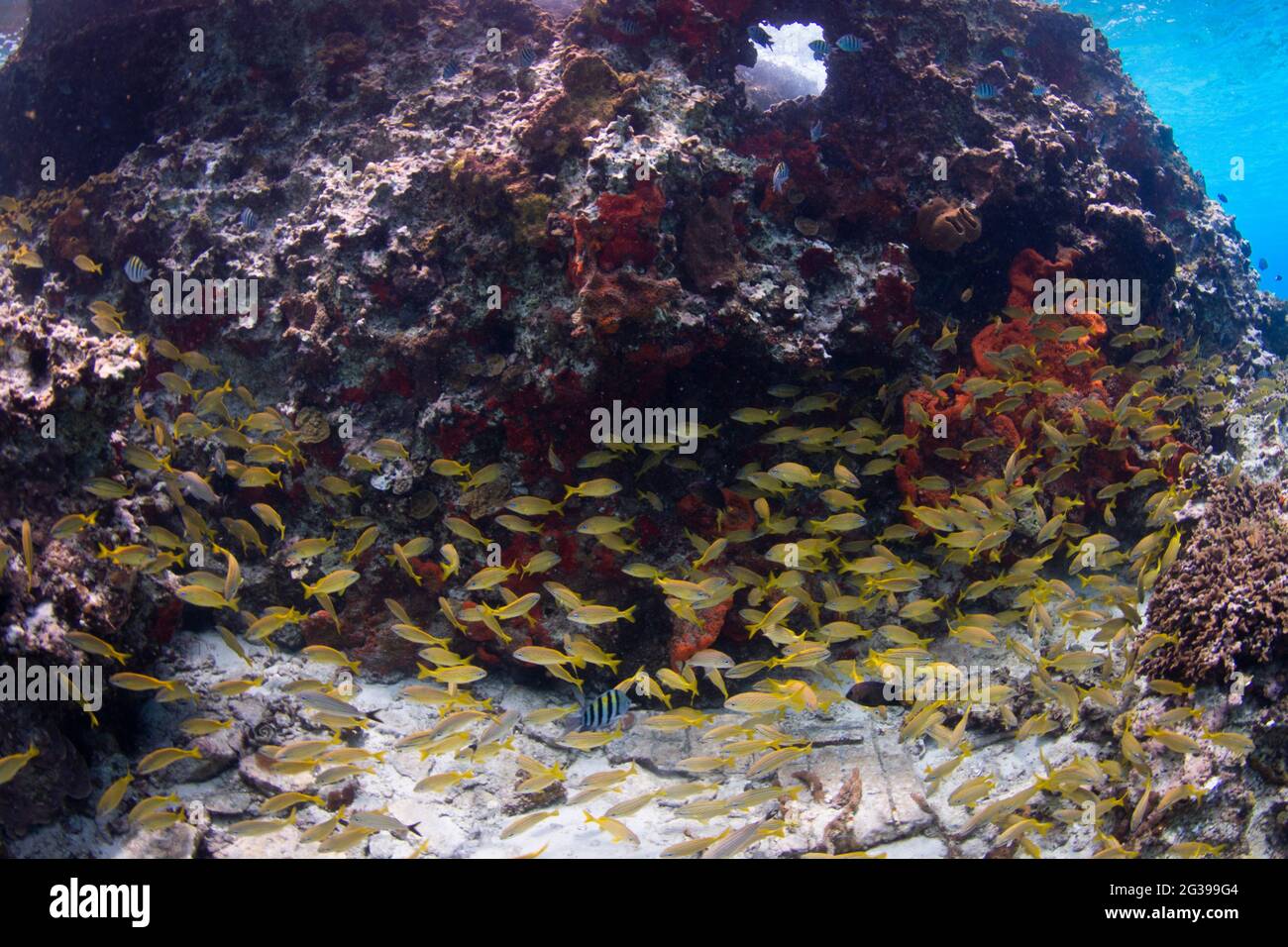 Fish on a tropical coral reef underwater in Cozumel, Mexico Stock Photo ...
