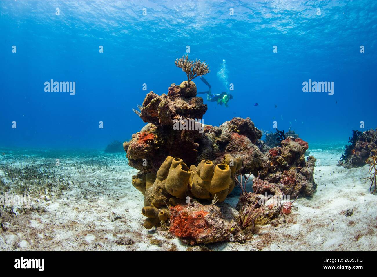 Tropical coral reef underwater landscape. Scuba diving in Cozumel ...