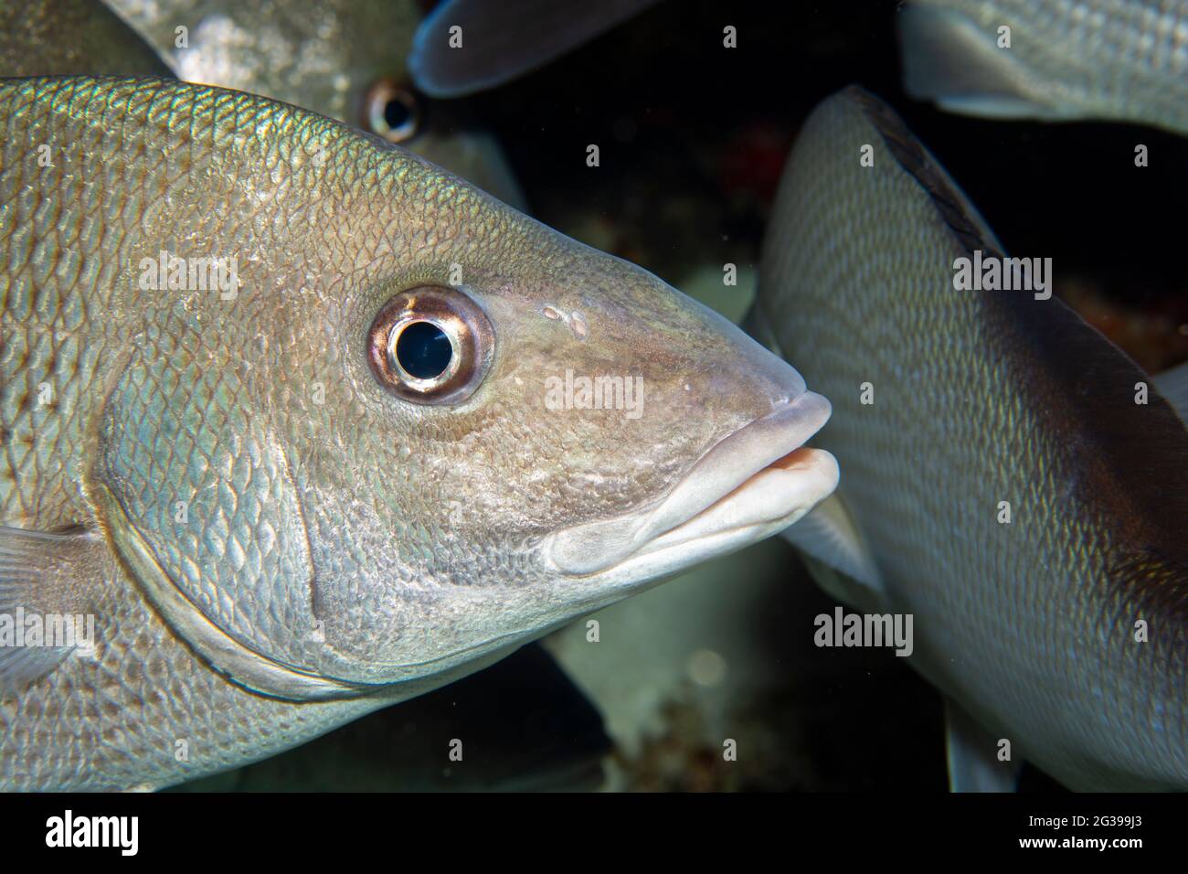 Fish on a tropical coral reef underwater in Cozumel, Mexico Stock Photo ...