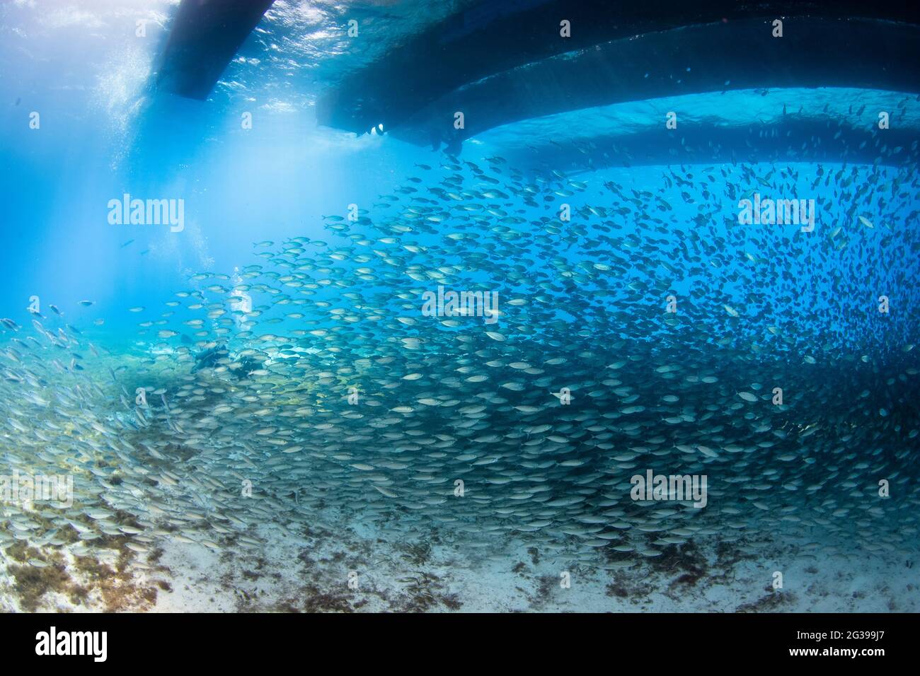 Big school of fish underwater blue background. Scuba diving in Cozumel ...