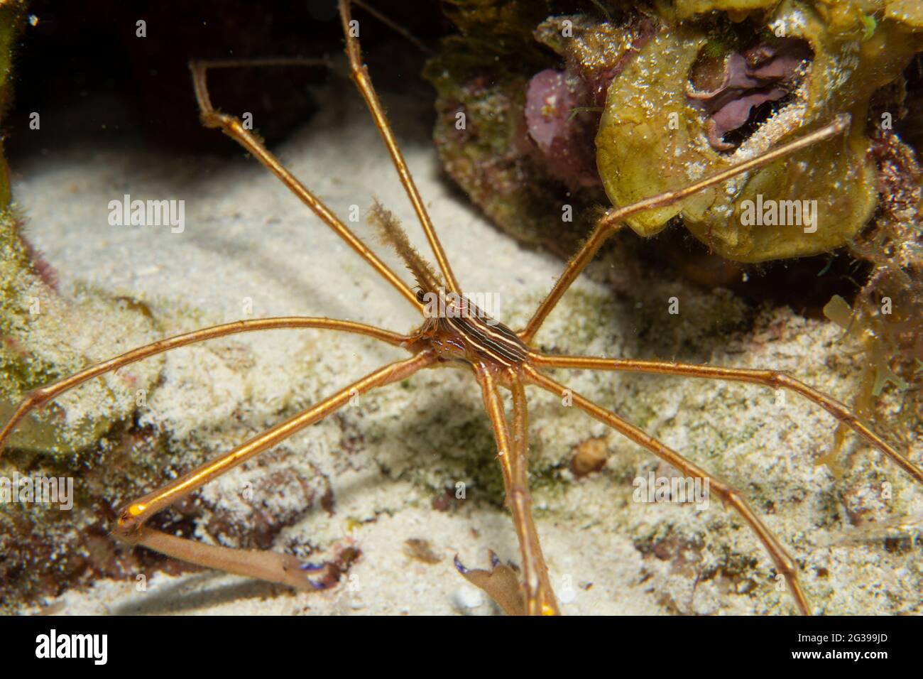 Diving Arrow High Resolution Stock Photography and Images - Alamy
