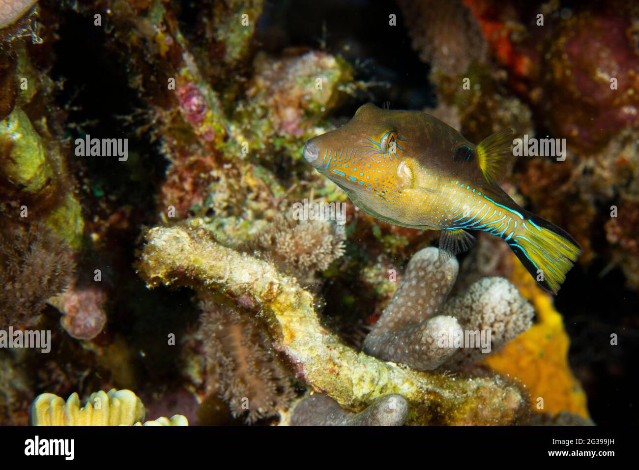 Fish on a tropical coral reef underwater in Cozumel, Mexico Stock Photo ...