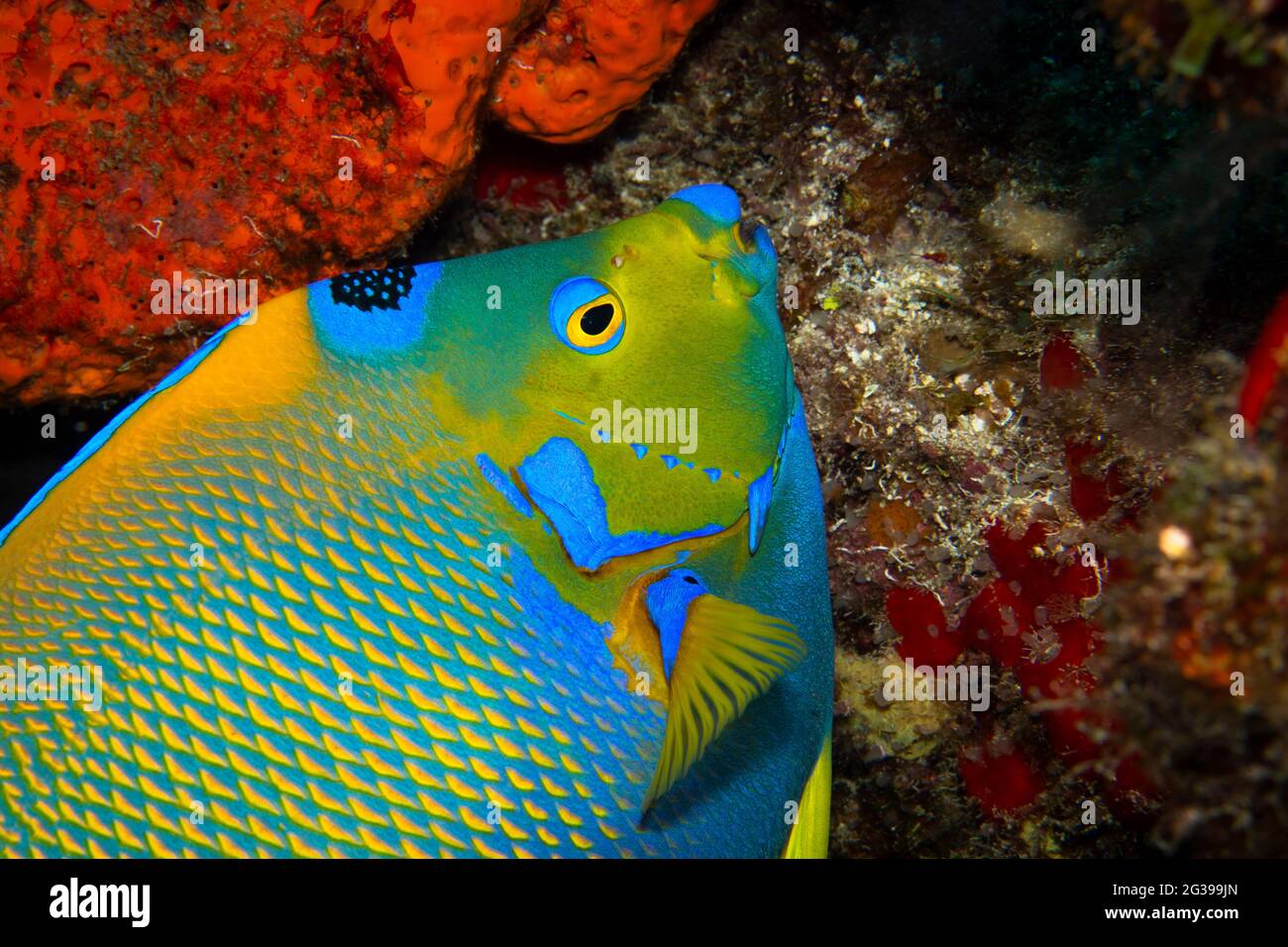 Fish on a tropical coral reef underwater in Cozumel, Mexico Stock Photo ...
