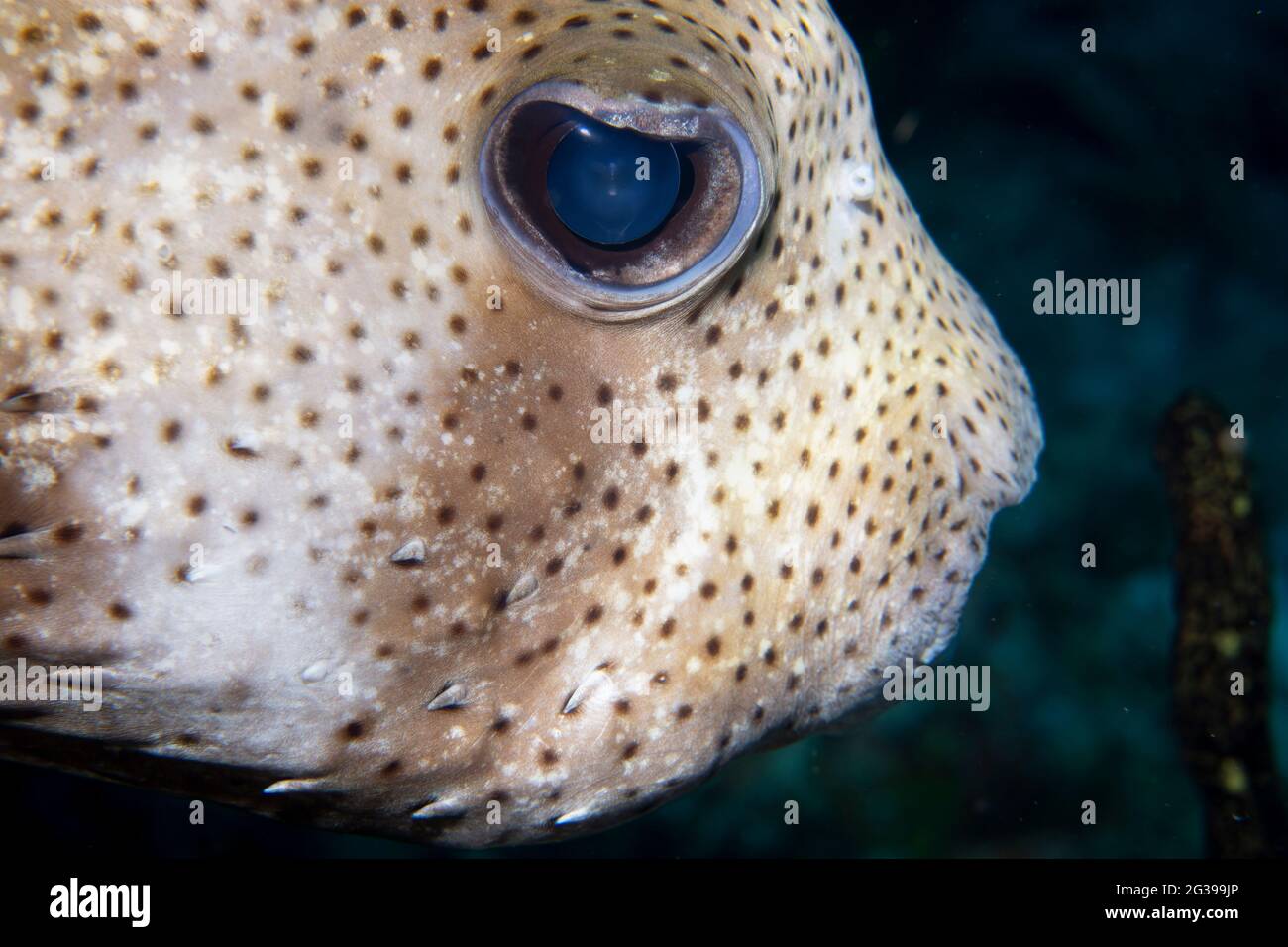 Fish on a tropical coral reef underwater in Cozumel, Mexico Stock Photo ...