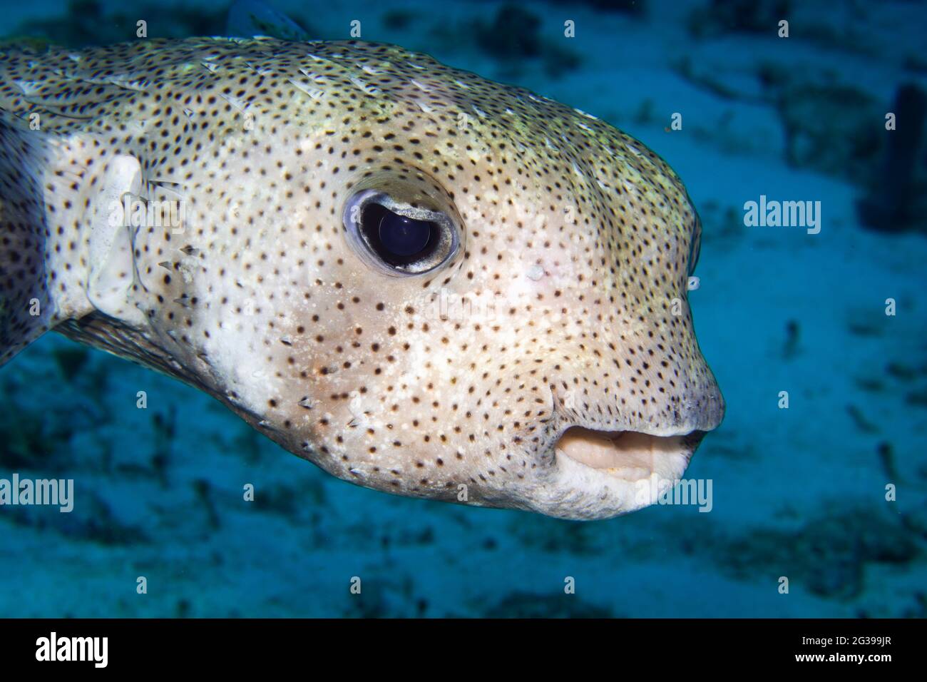 Fish on a tropical coral reef underwater in Cozumel, Mexico Stock Photo ...