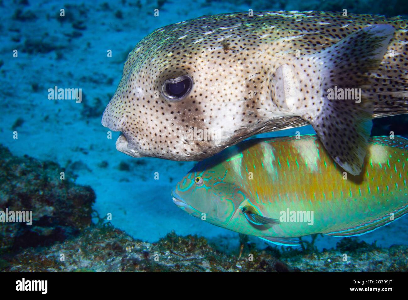 Fish on a tropical coral reef underwater in Cozumel, Mexico Stock Photo ...