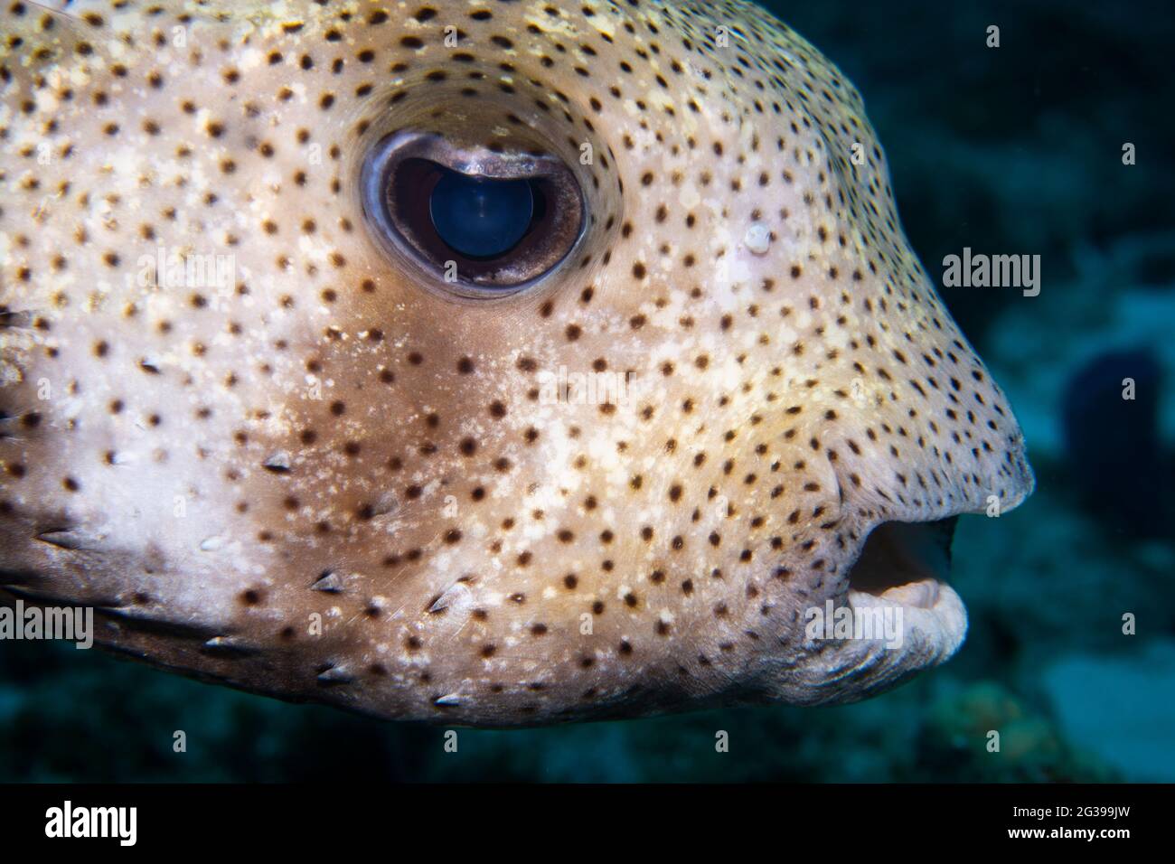 Fish on a tropical coral reef underwater in Cozumel, Mexico Stock Photo ...