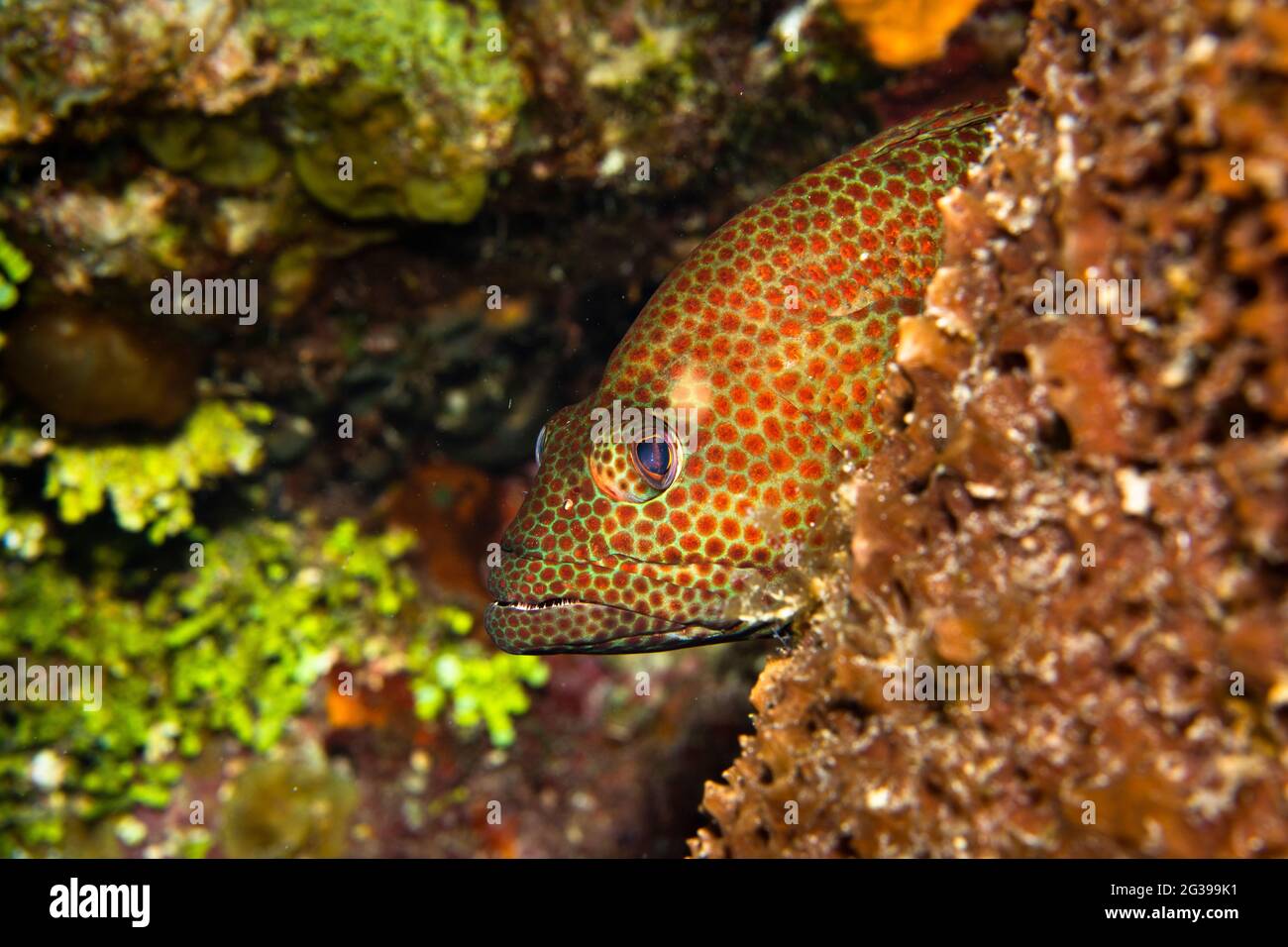 Fish on a tropical coral reef underwater in Cozumel, Mexico Stock Photo ...