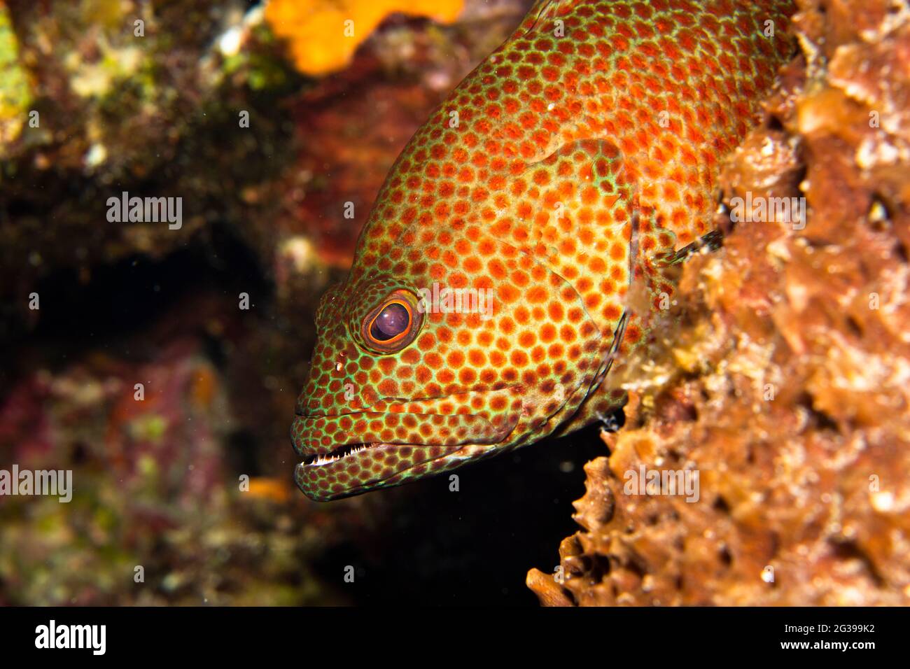 Fish on a tropical coral reef underwater in Cozumel, Mexico Stock Photo ...
