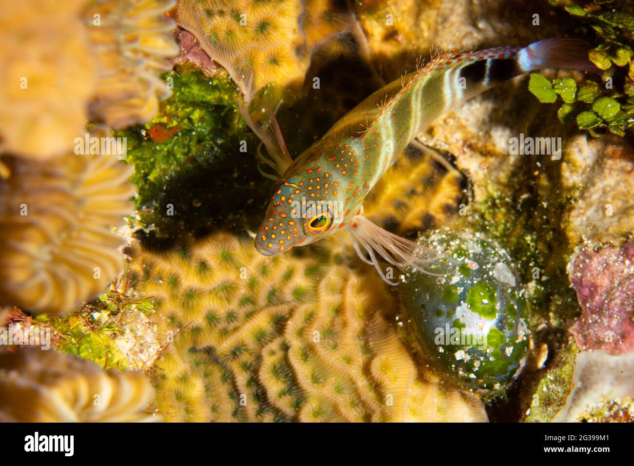 Fish on a tropical coral reef underwater in Cozumel, Mexico Stock Photo ...