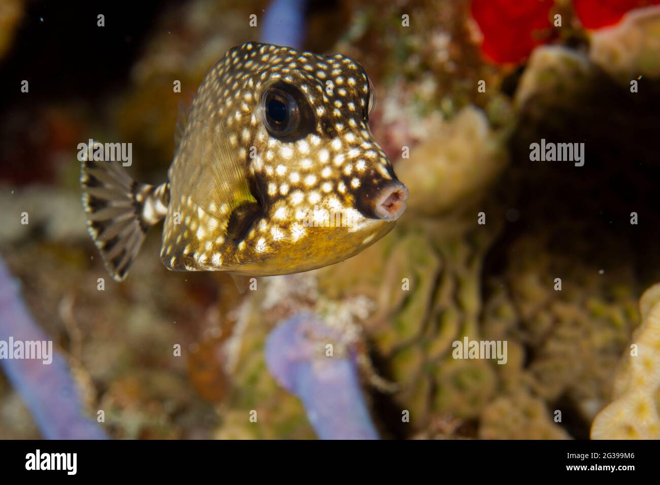 Fish on a tropical coral reef underwater in Cozumel, Mexico Stock Photo ...