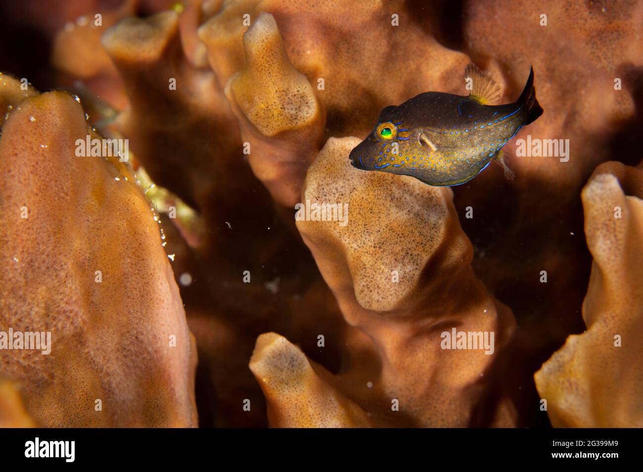 Fish on a tropical coral reef underwater in Cozumel, Mexico Stock Photo ...