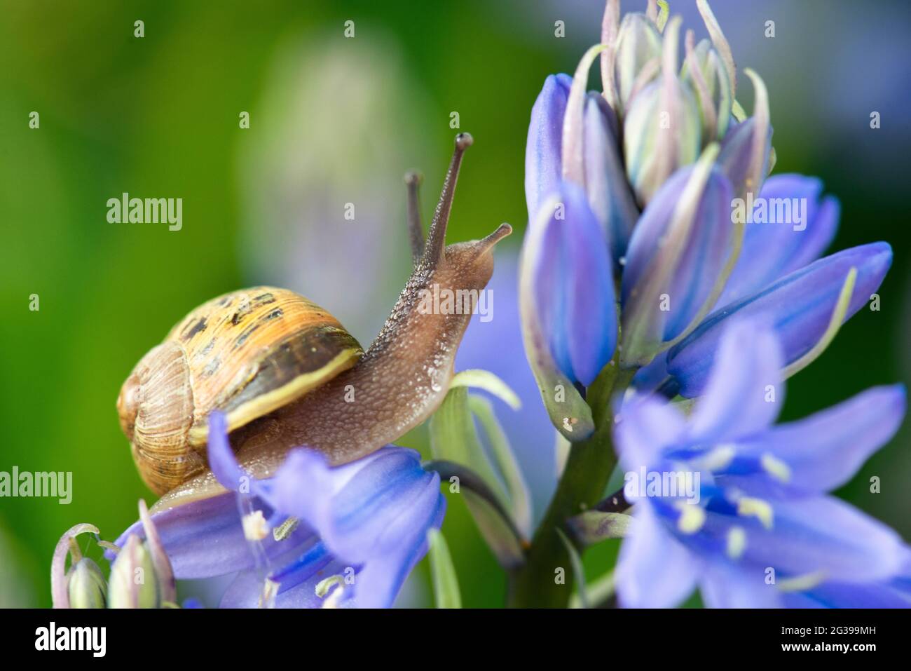 Snails Uk Leaf High Resolution Stock Photography and Images - Alamy