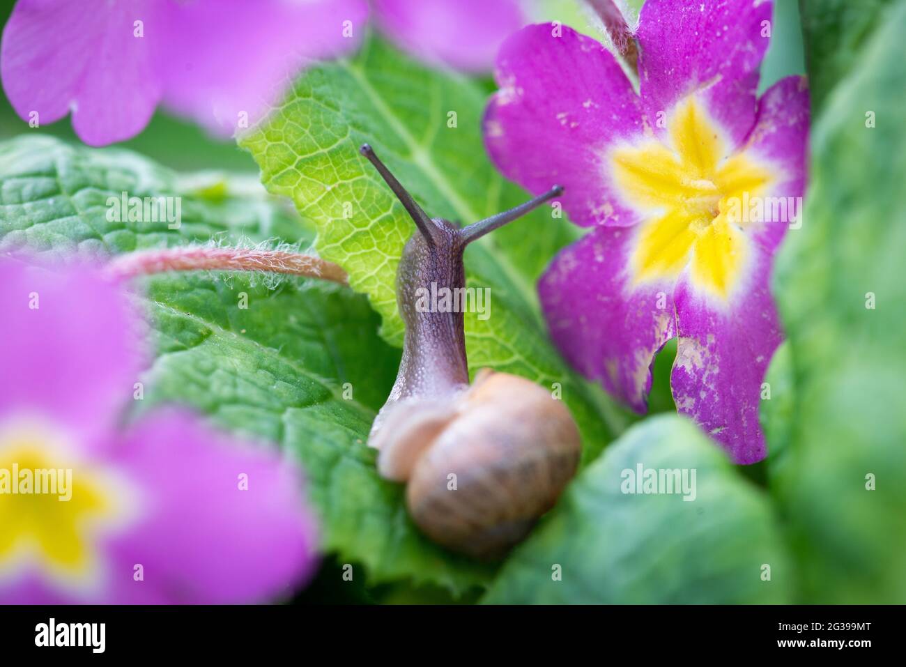 Snail on a flower, UK Stock Photo - Alamy