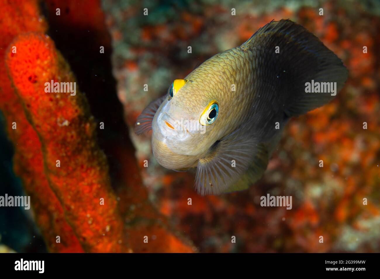 Fish on a tropical coral reef underwater in Cozumel, Mexico Stock Photo ...