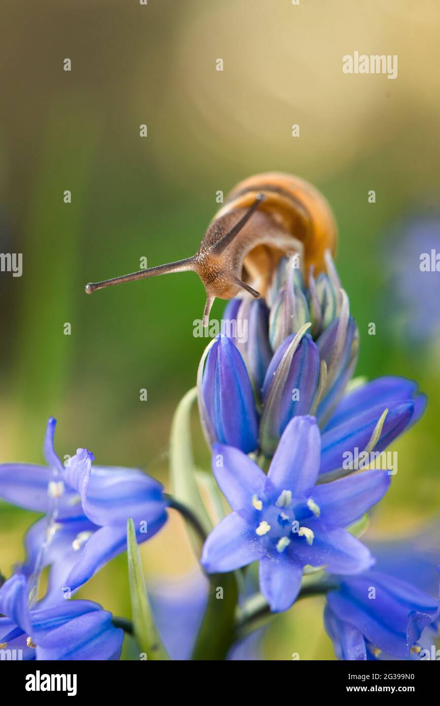 Eating snails uk hi-res stock photography and images - Alamy