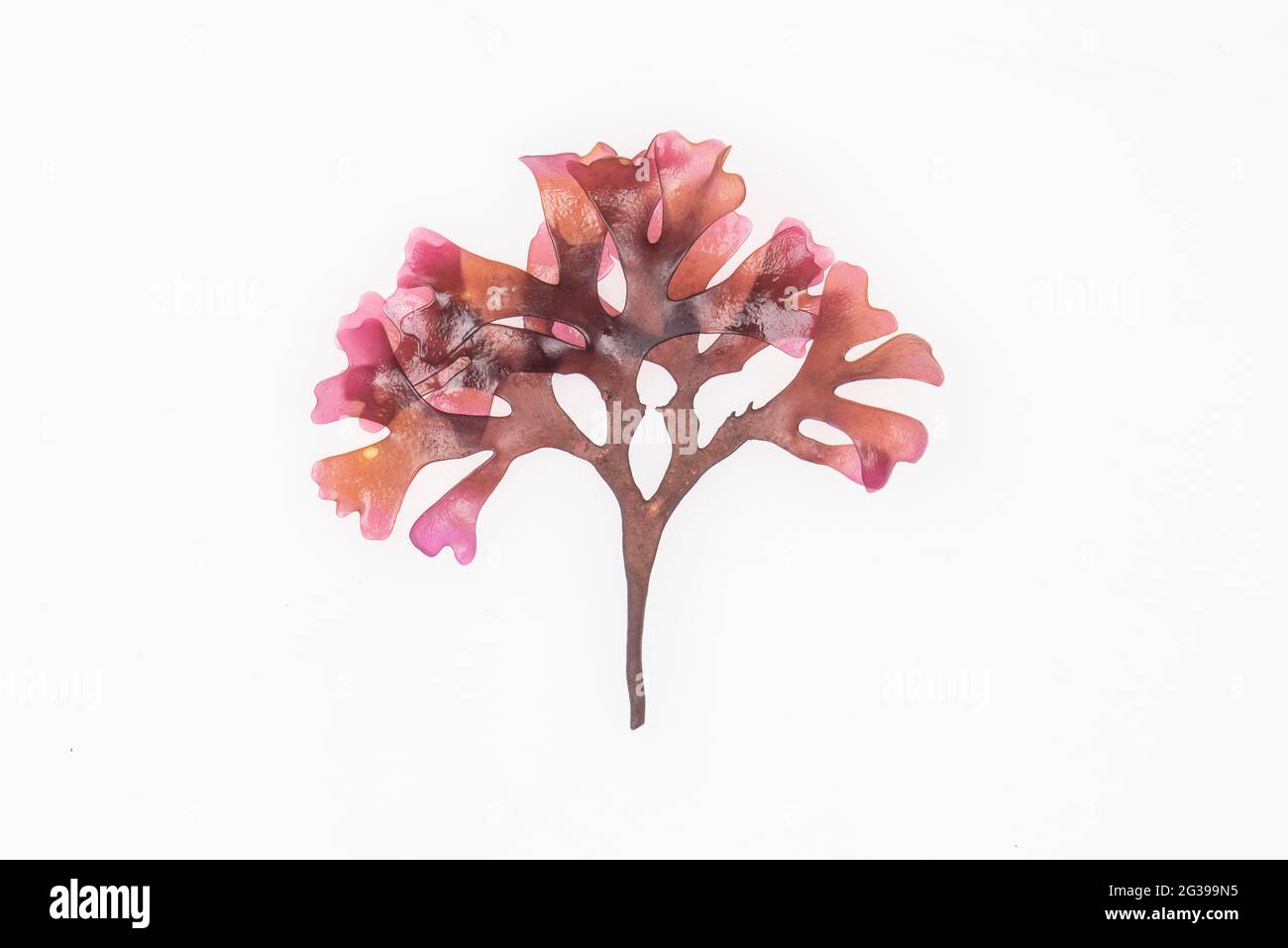Irish moss Carrageen red seaweed on a white background in a studio ...