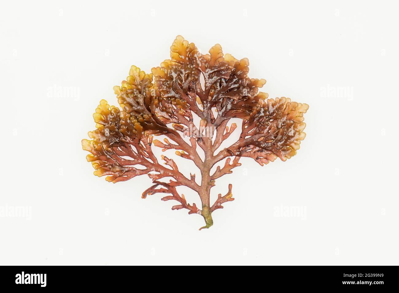 Pepper dulse healthy nutritious seaweed superfood on a white background ...