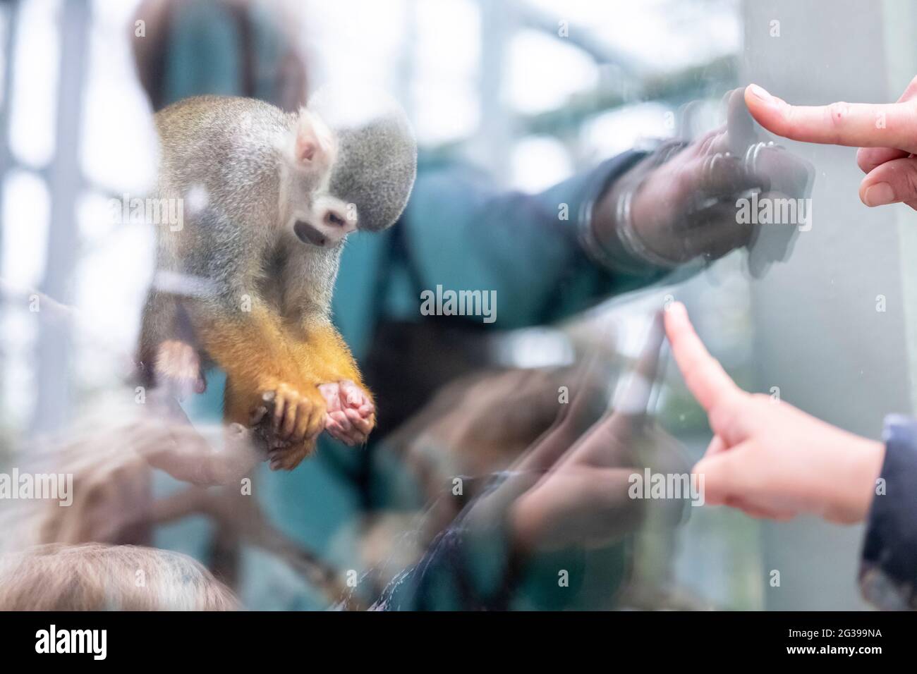 Captive primate in nature hi-res stock photography and images - Alamy