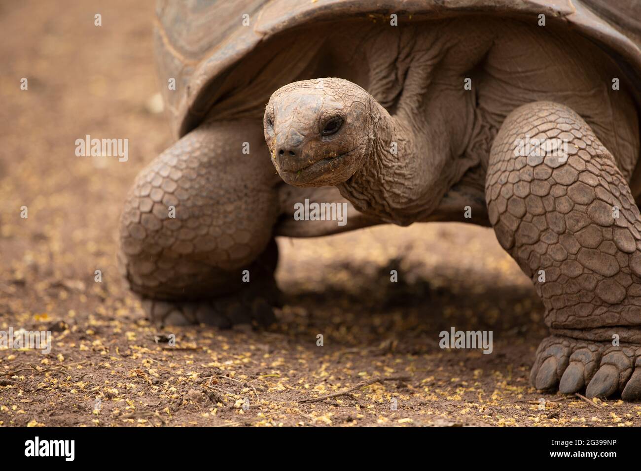 Giant tortoise in Mauritius Stock Photo - Alamy
