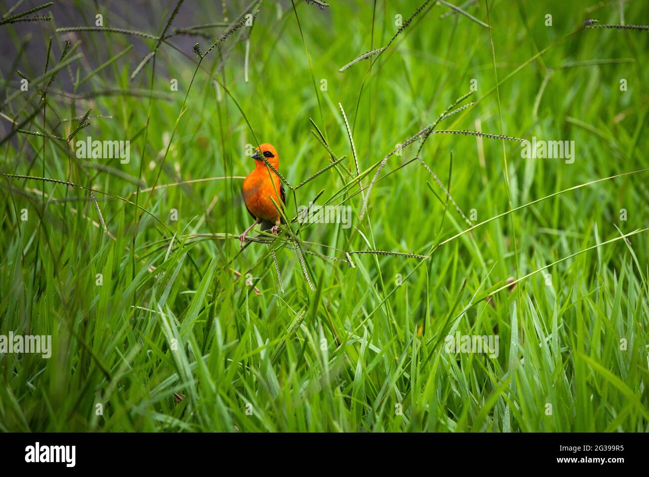 Red fody bird in Mauritius Stock Photo - Alamy