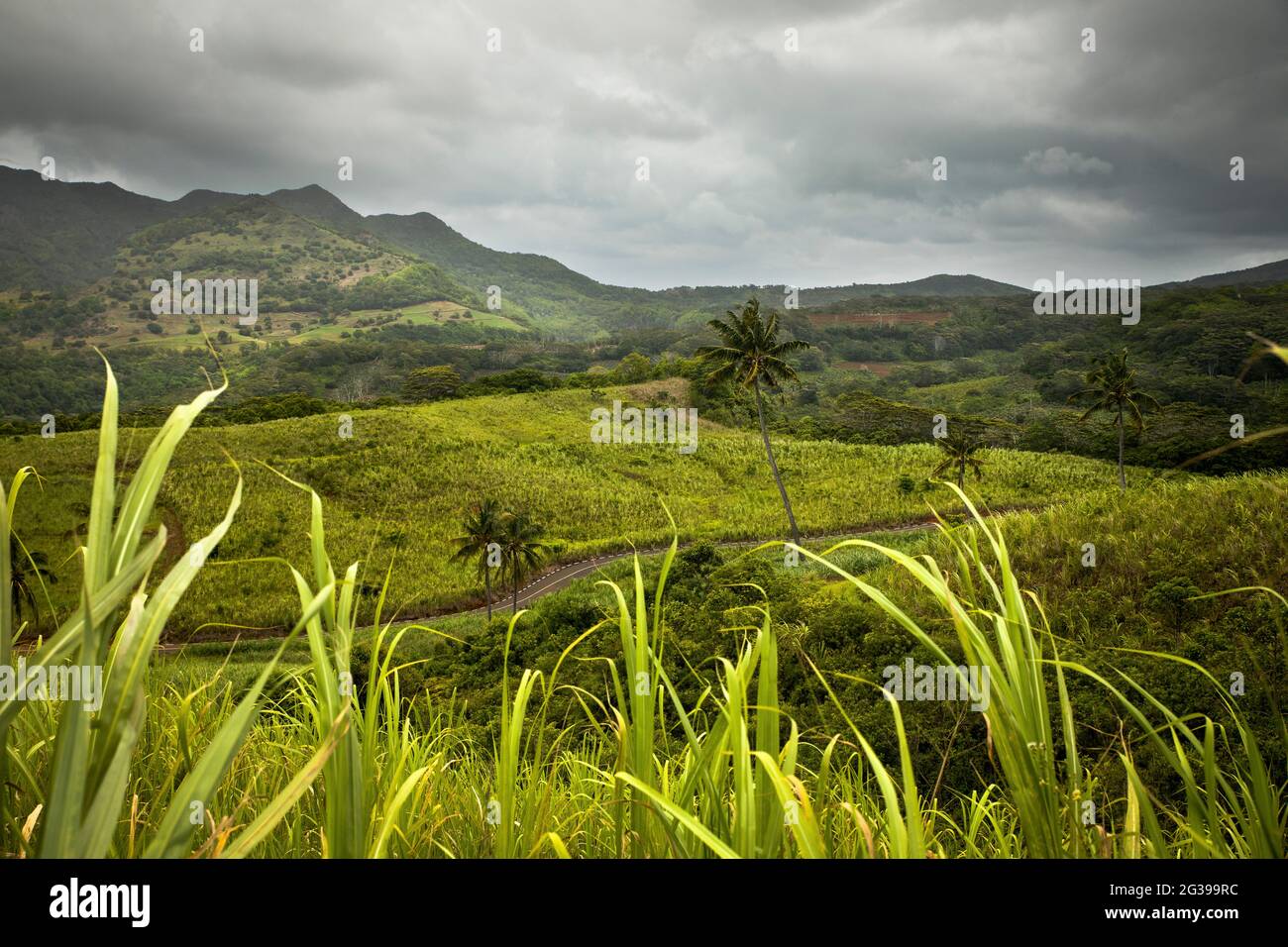 Mauritius landscape with sugar cane fields mountains and palm trees ...