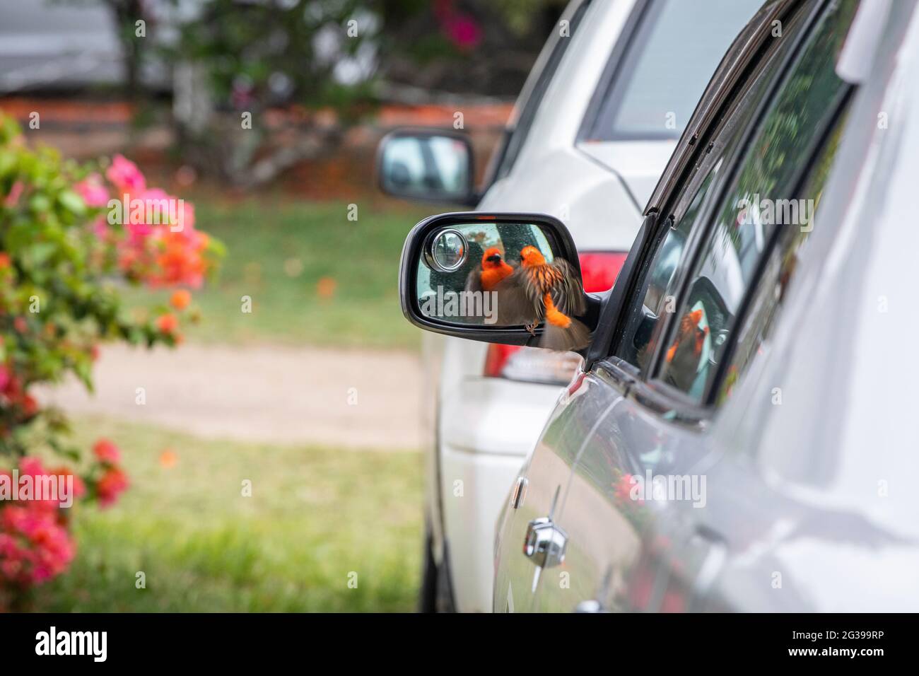 Red fody bird in Mauritius Stock Photo - Alamy