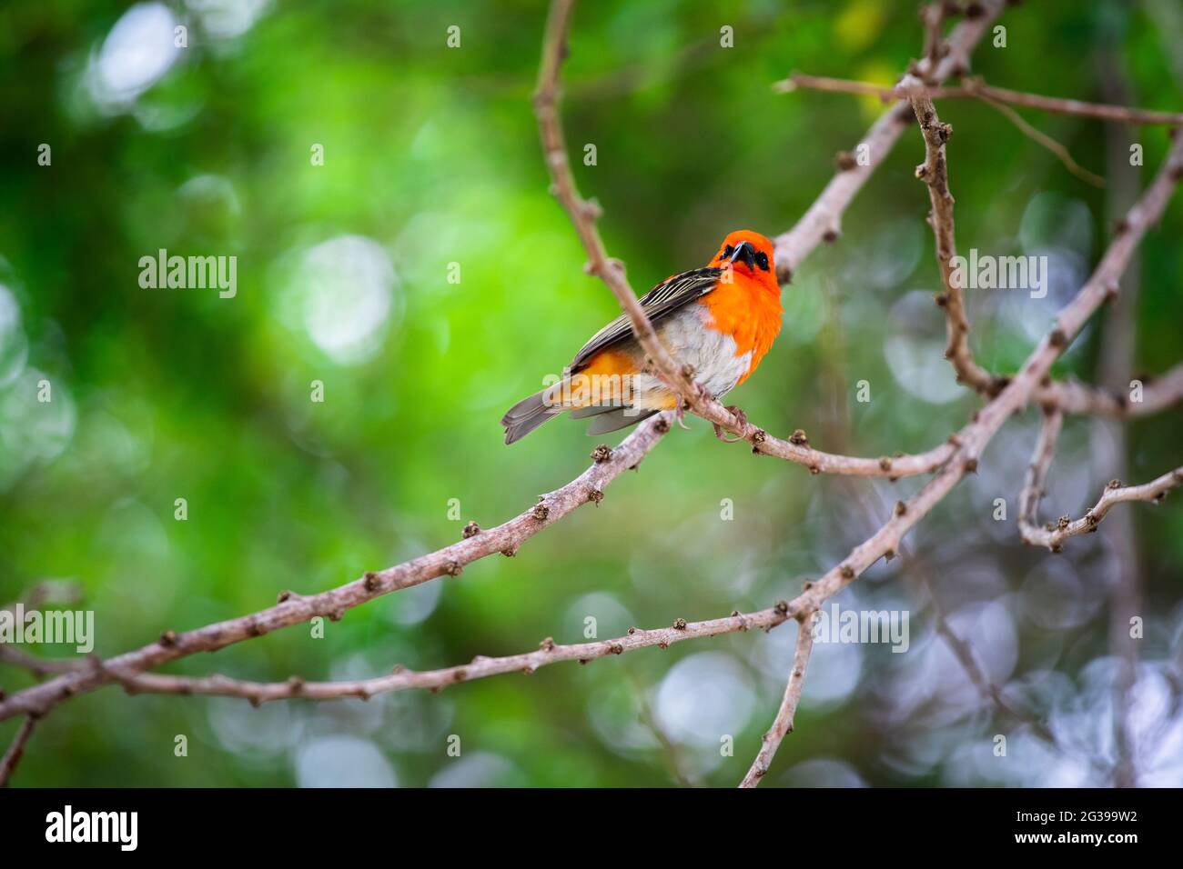 Red fody bird in Mauritius Stock Photo - Alamy