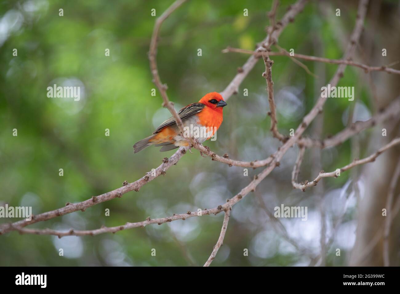 Red fody bird in Mauritius Stock Photo - Alamy