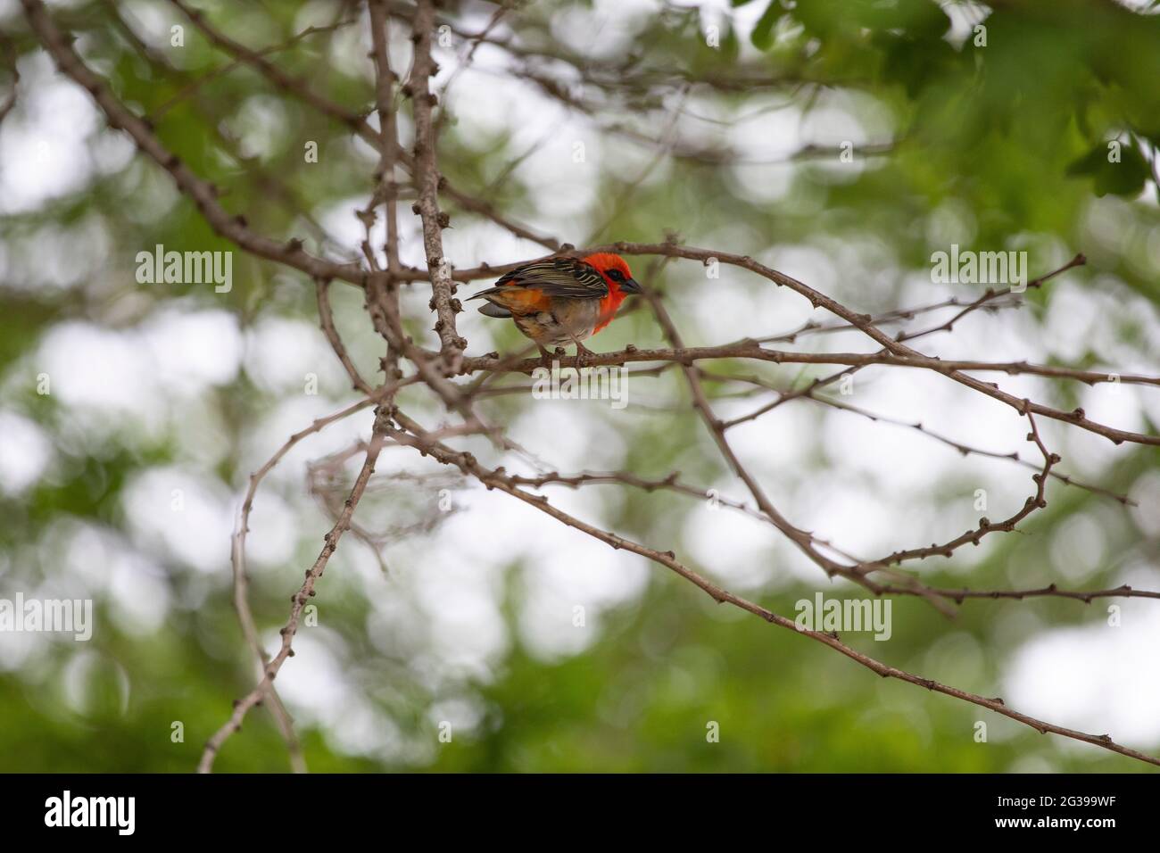 Mauritius bird hi-res stock photography and images - Alamy