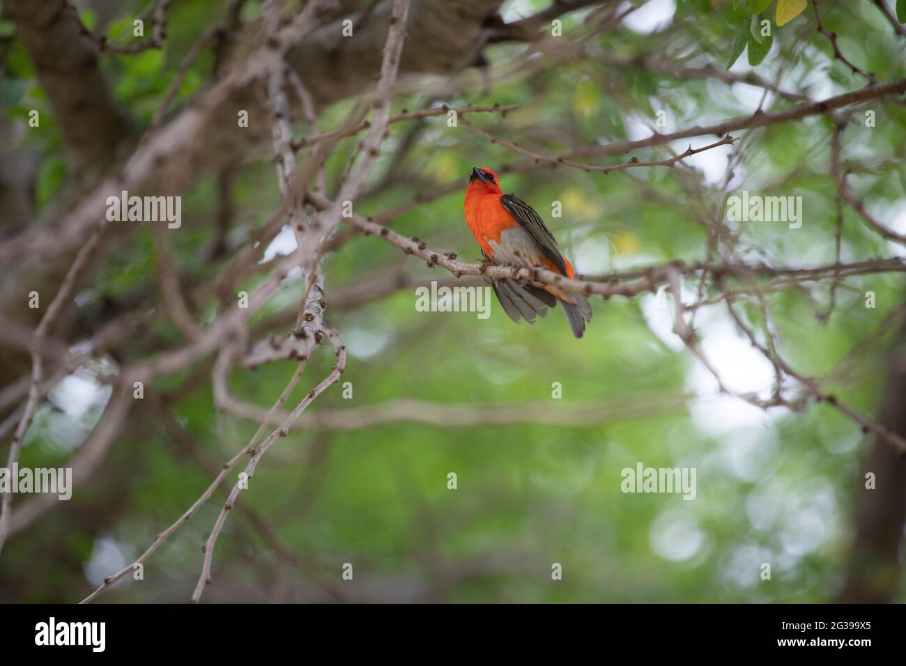 Birds of mauritius hi-res stock photography and images - Alamy