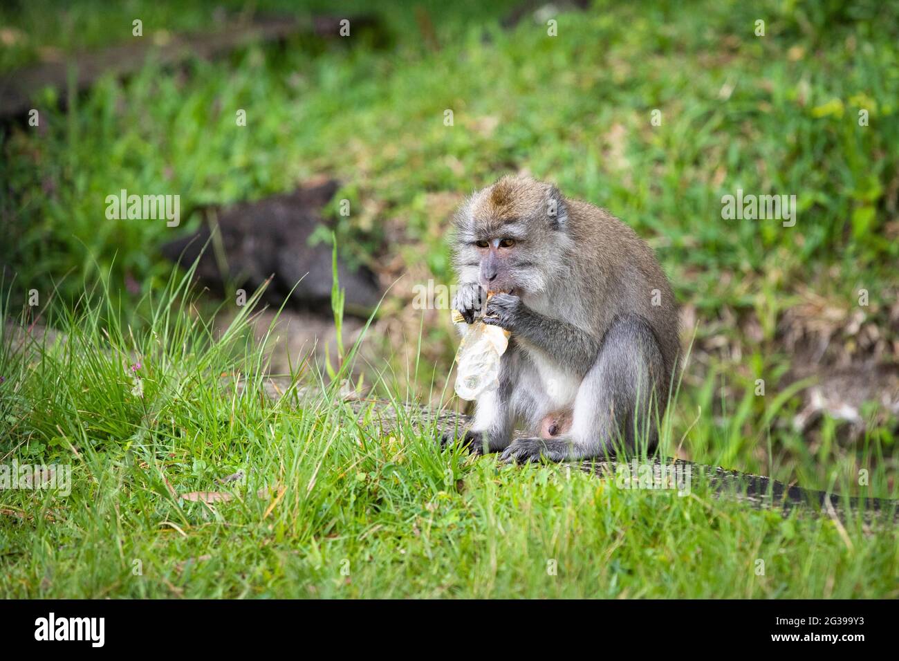 Crab eating macaque Mauritius Stock Photo - Alamy