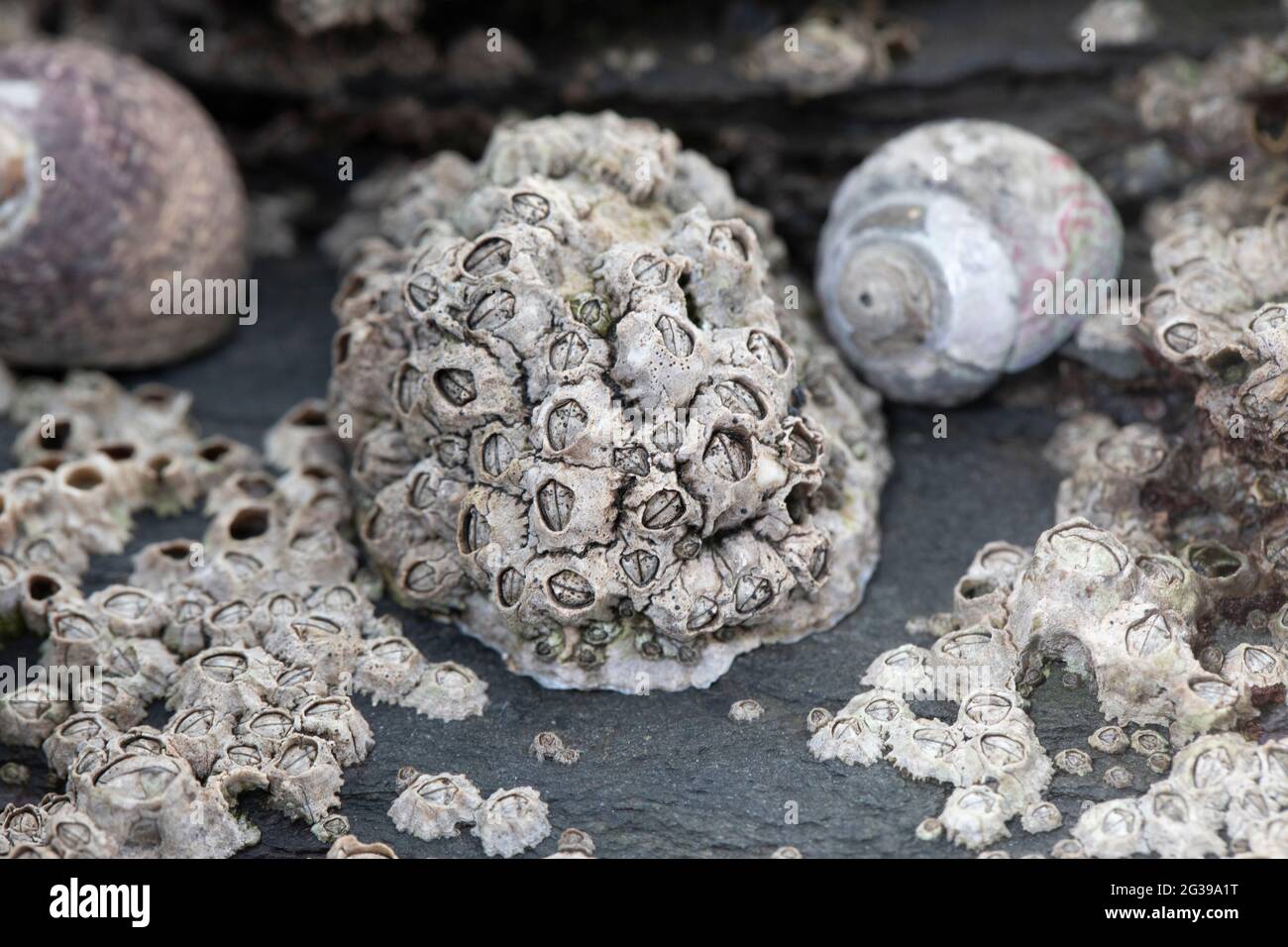 Water barnacles hi-res stock photography and images - Alamy