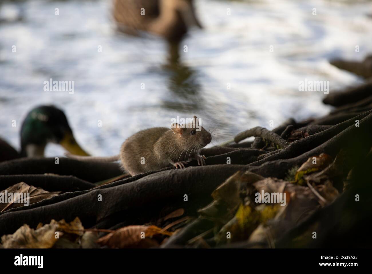 Brown rat on the ground, England, UK Stock Photo - Alamy