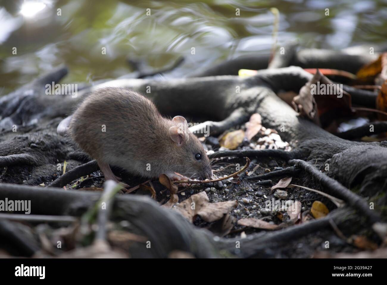 Brown rat on the ground, England, UK Stock Photo - Alamy