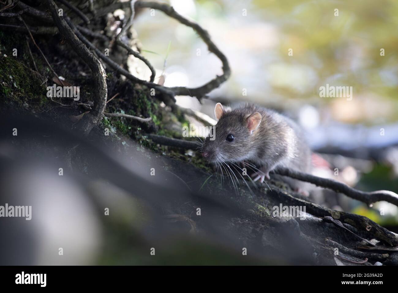 Brown rat on the ground, England, UK Stock Photo - Alamy