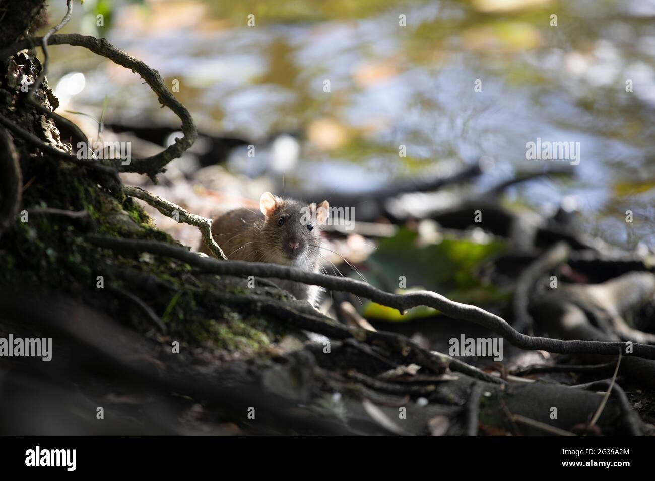 Brown rat on the ground, England, UK Stock Photo - Alamy
