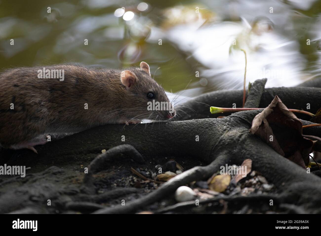 Brown rat on the ground, England, UK Stock Photo - Alamy