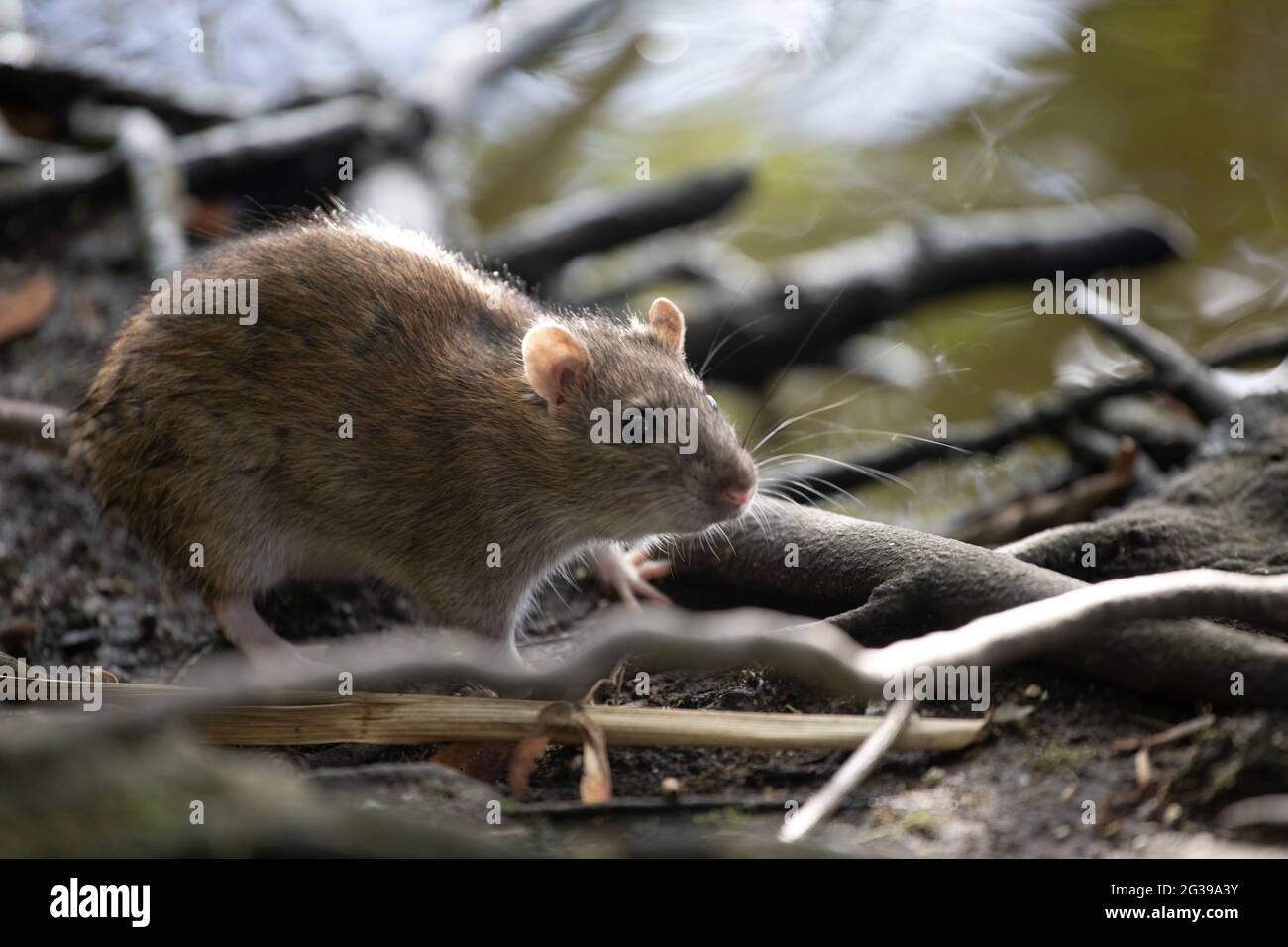 Brown rat on the ground, England, UK Stock Photo - Alamy